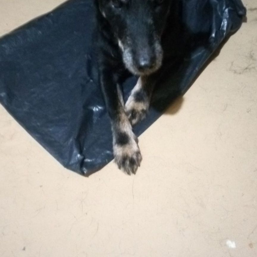 Отдам бесплатно ягтерьера в добрый руки