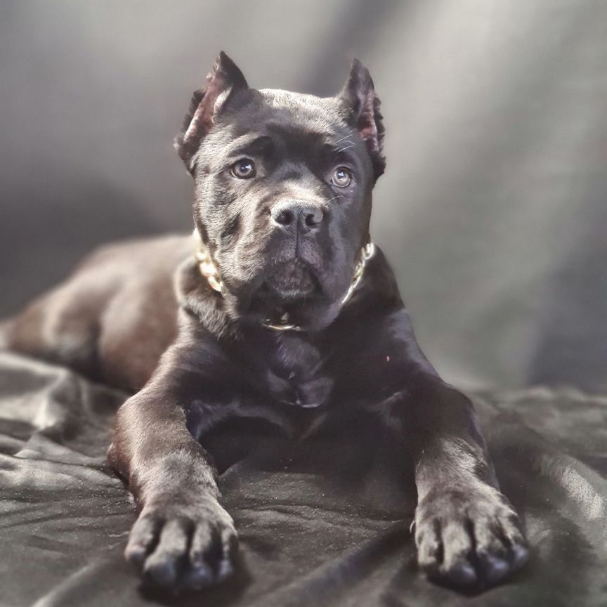 Красотка Кане Корсо