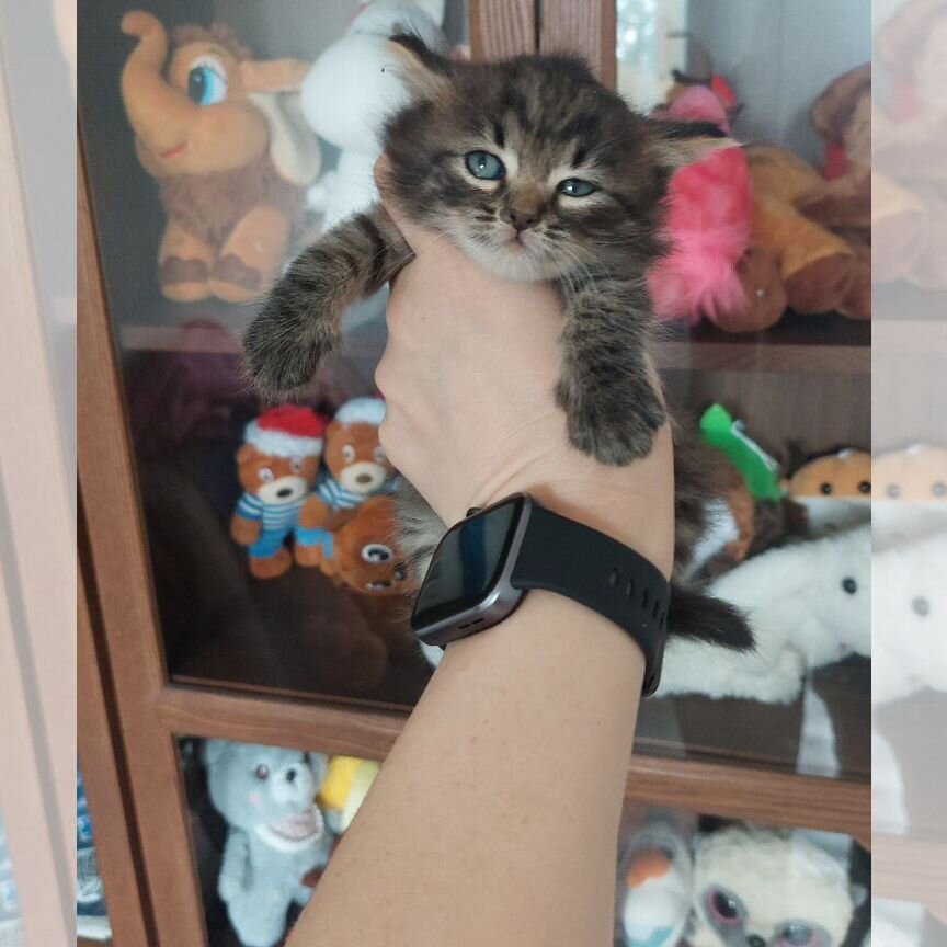Маленькому котёнку всего месяц