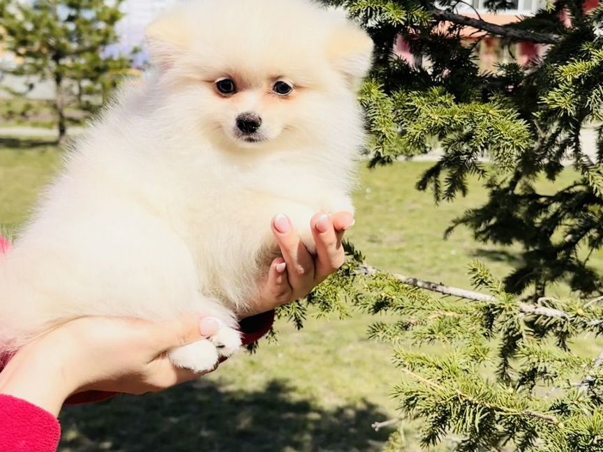 Щеночки шпиц