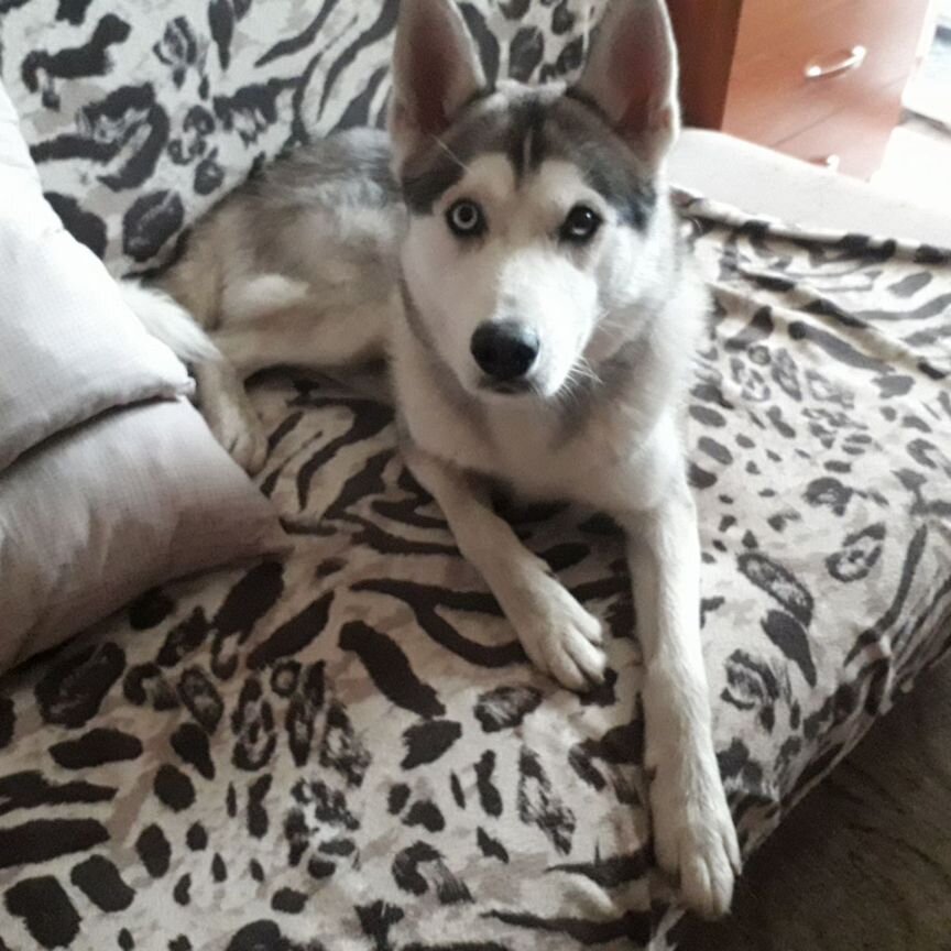 Сибирский хаски