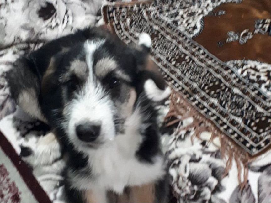 Копсиаве Щенки от домашней собачки