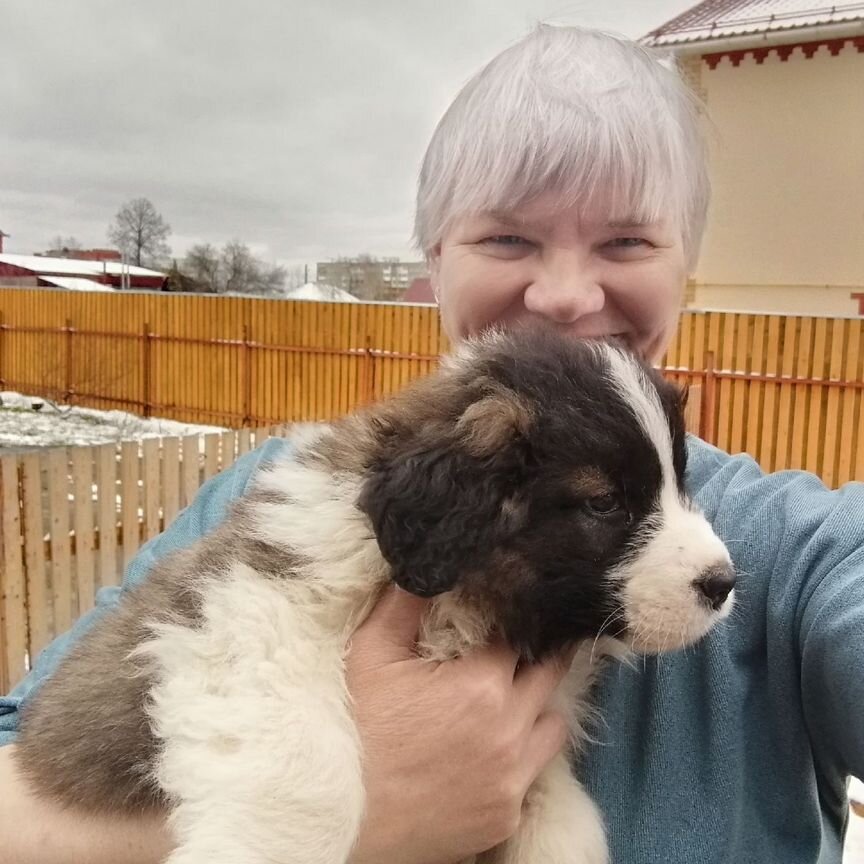 Московская сторожевая, щенок