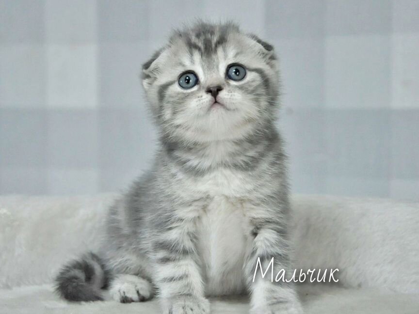 Шотландские котята из питомника