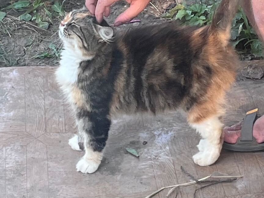 Очень ласковая кошка приносит удачу