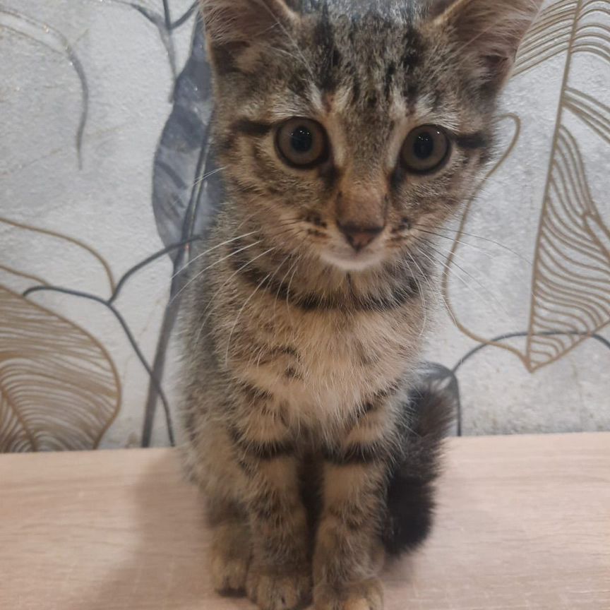 Девочка 2 месяца в добрын руки