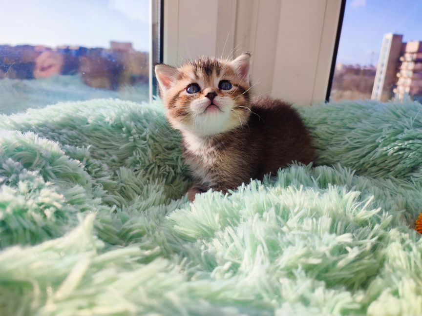 Котята