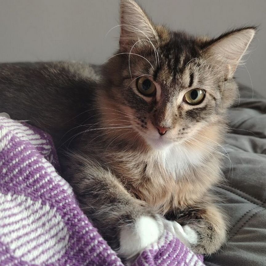 Взрослая, кошка в добрые руки