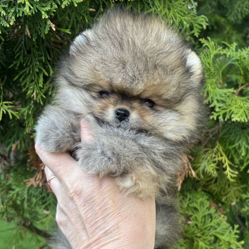 Немецкий шпиц, щенок