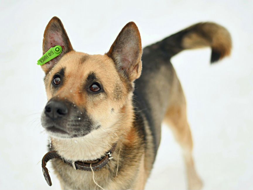 Собака Ральф в добрые руки