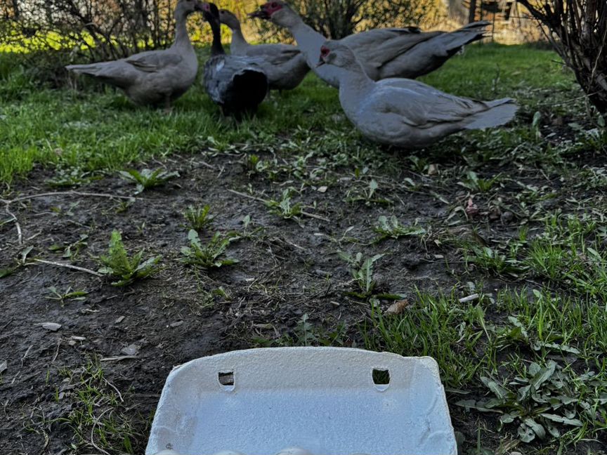 Индоутка мускусная утка