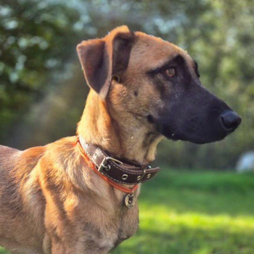 Щенок подросток в добрые руки