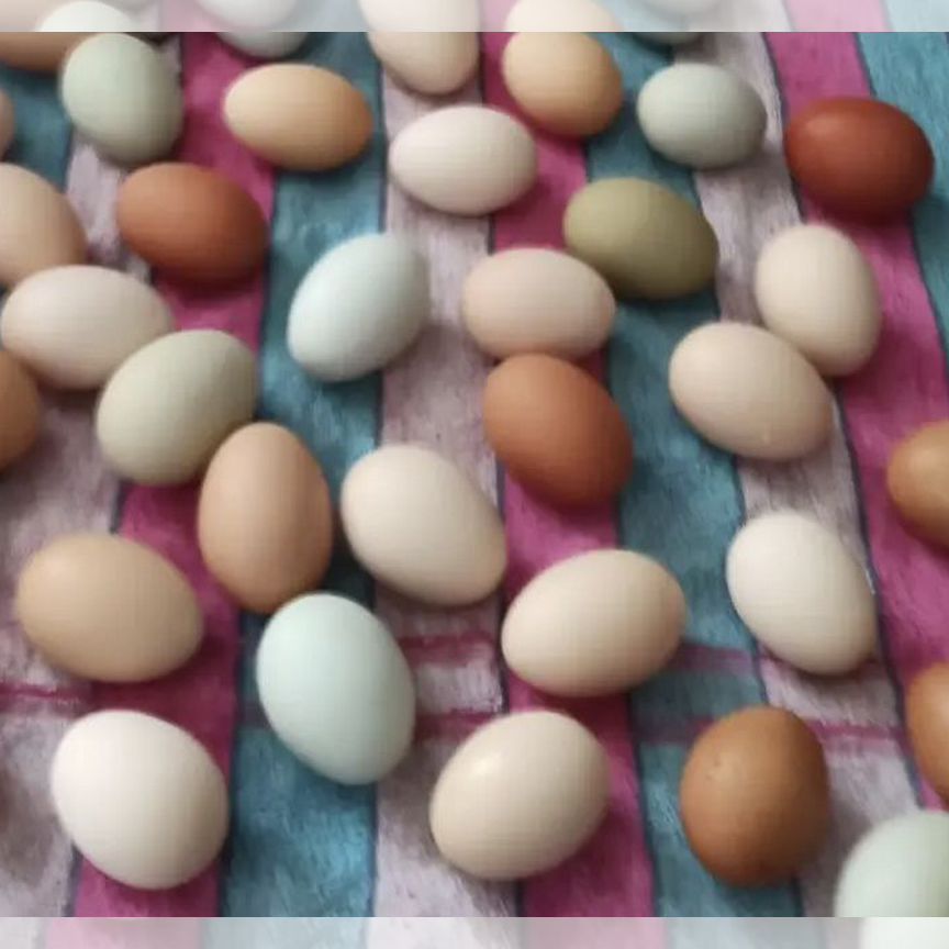 Продажи ия домашних кур -1шт