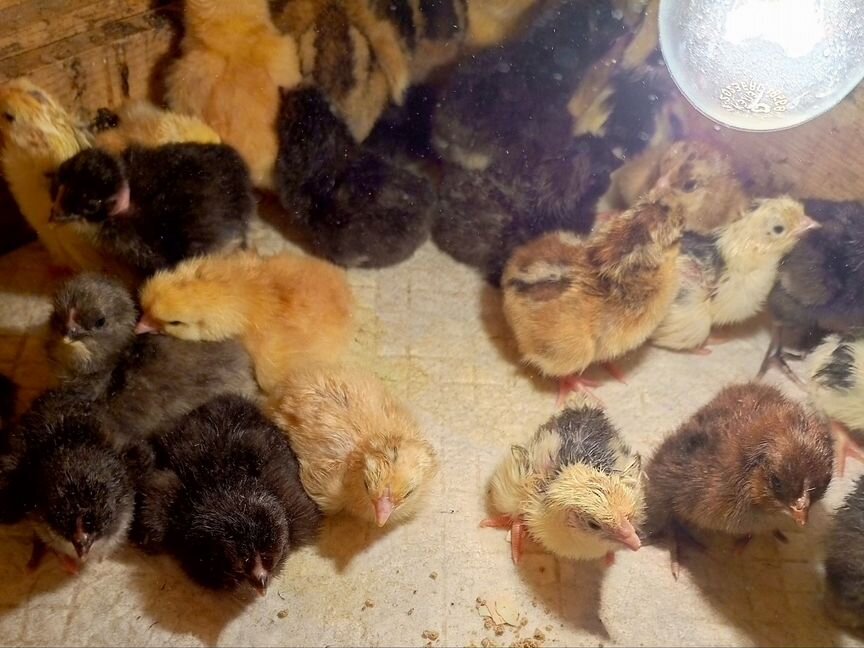 Цыплята от домашних курочек