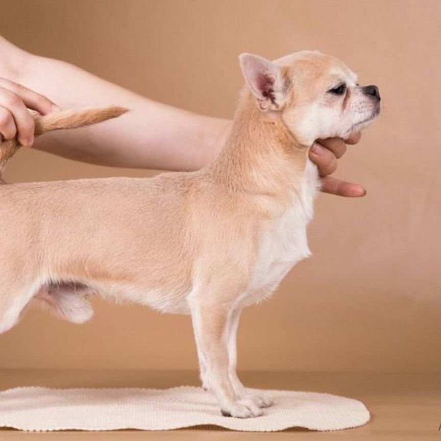 Чихуахуа самец