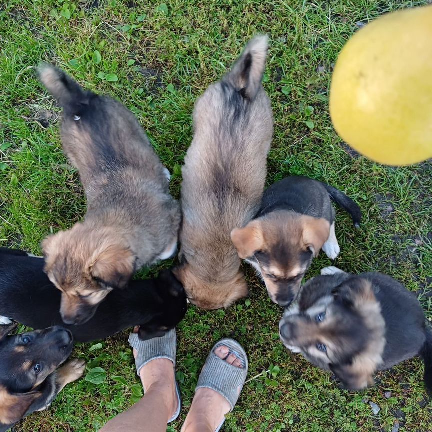 Щенок в добрые руки