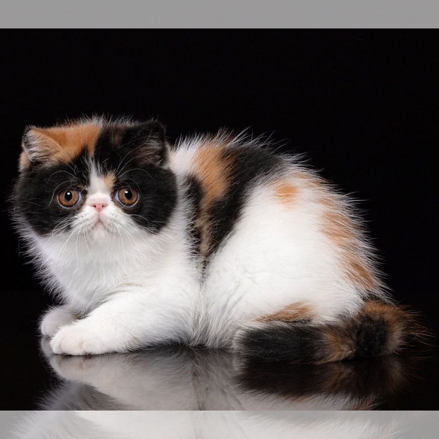 Котята экзоты
