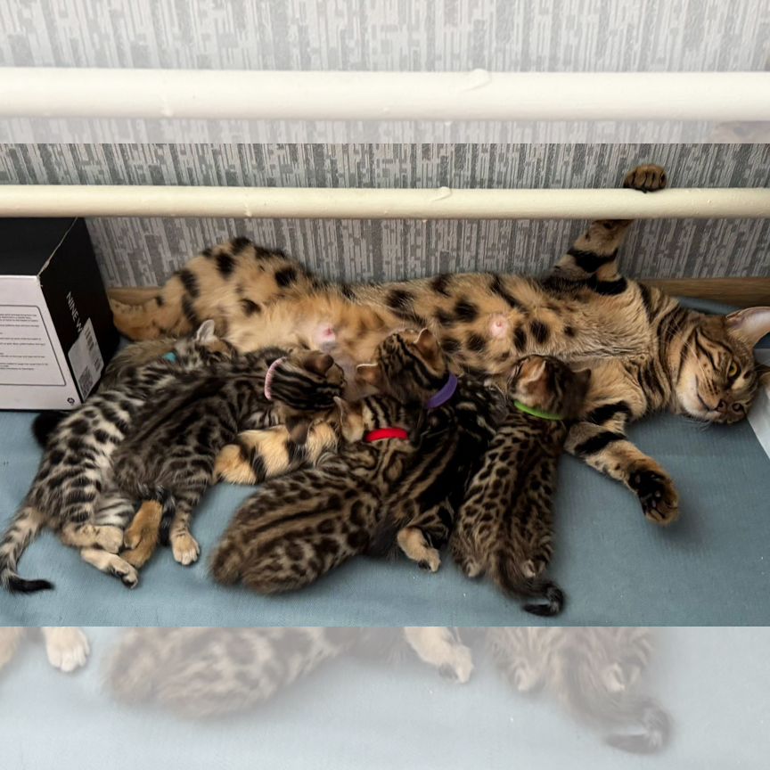 Бенгальские котята