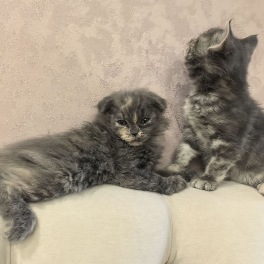 Шотландские котята