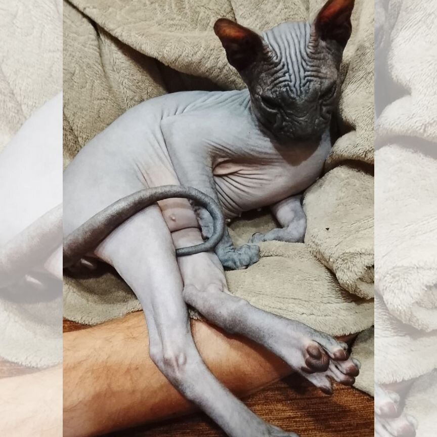 Донской сфинкс, взрослый кот