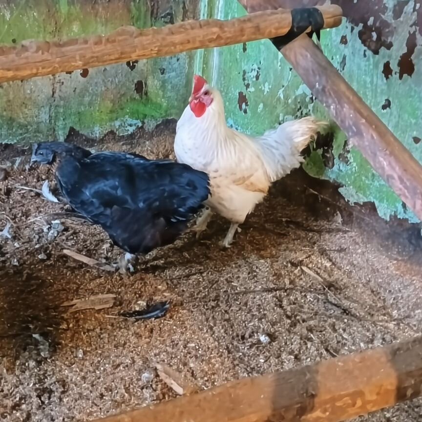 Молодые петухи домашние