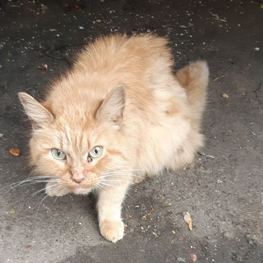 Найден кот/кошка