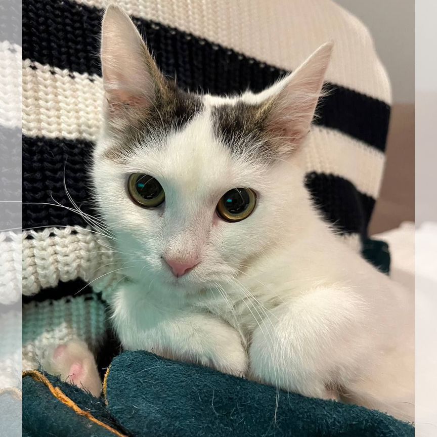 Спасённый из холодного подвала в поисках дома