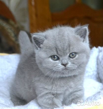 Котята голубого окраса, очень плюшевые