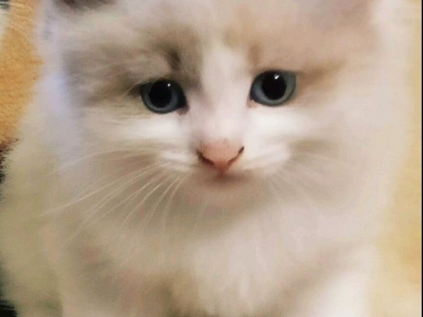 Котик очарование