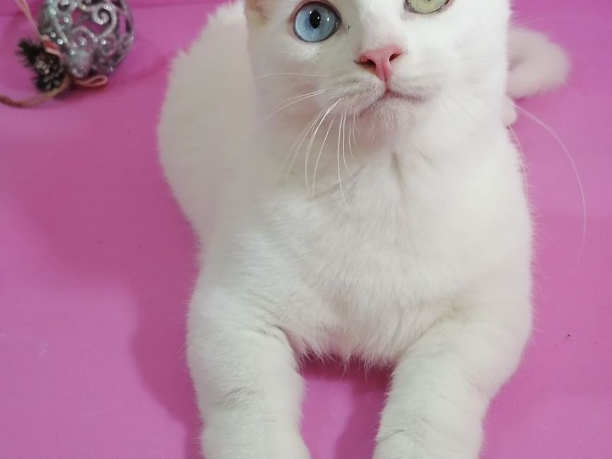 Котята кинкалоу