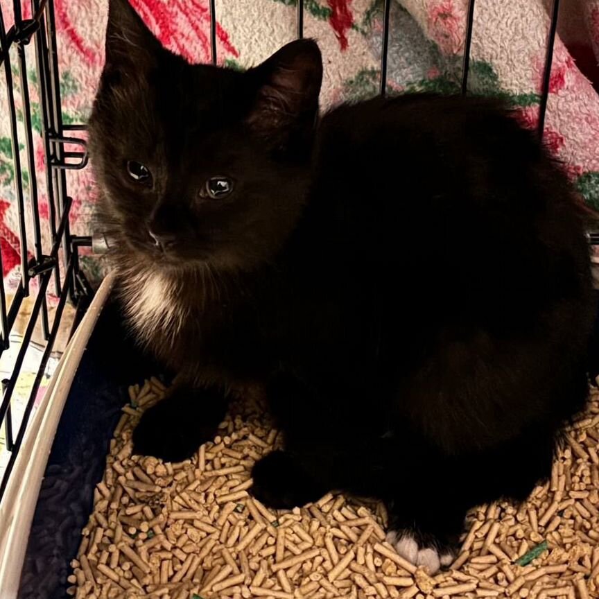 Девочка 2,5 месяца очень нужен дом