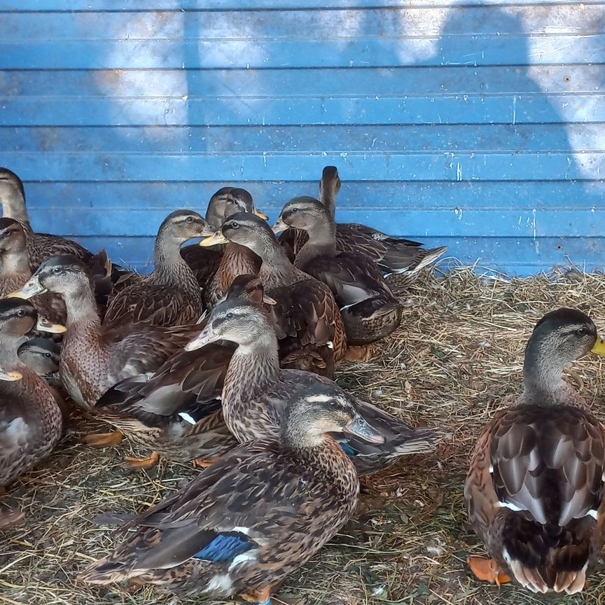 Подсадные утки