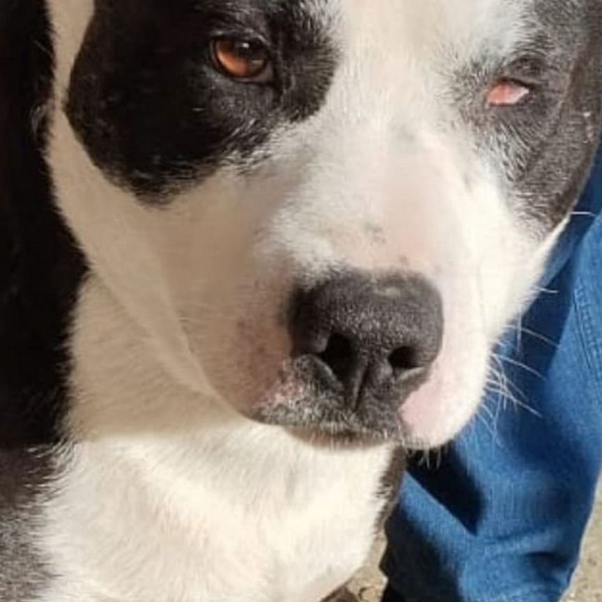 Отдам в добрые руки