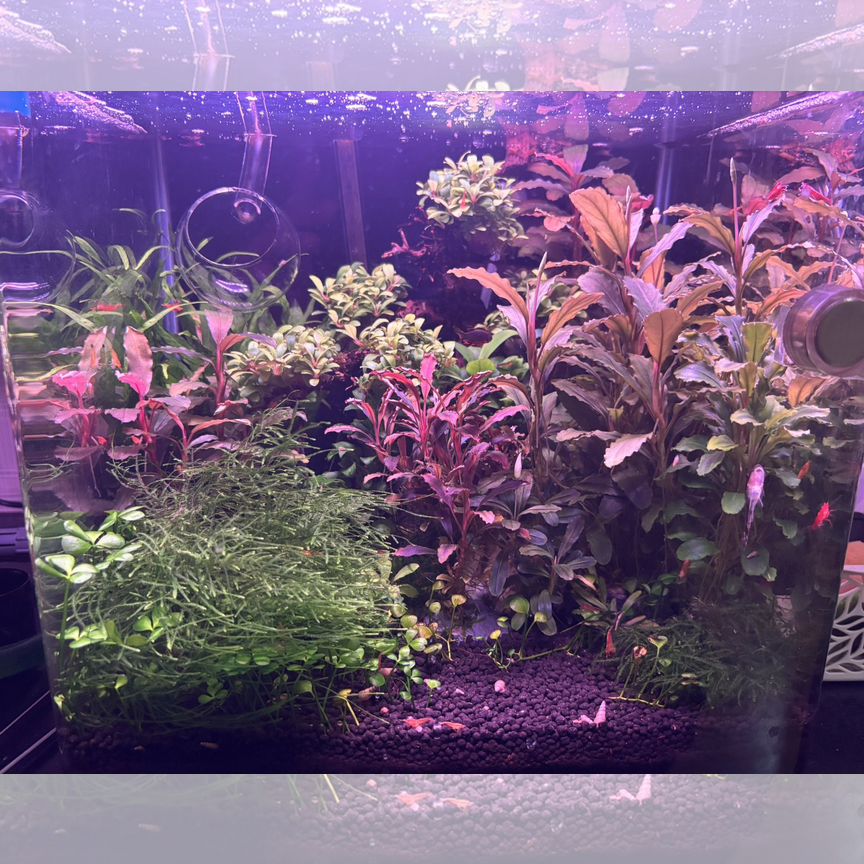 Прополка буцефаландр