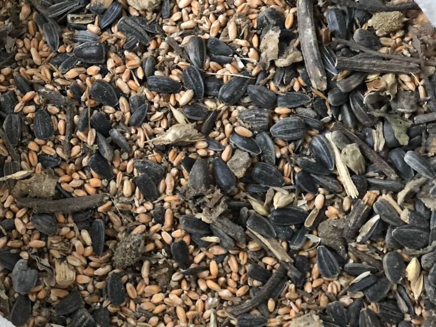 Зерносмесь Пшеница-Подсолнечник