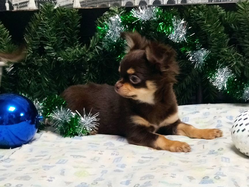 Шоколадный мальЧишок