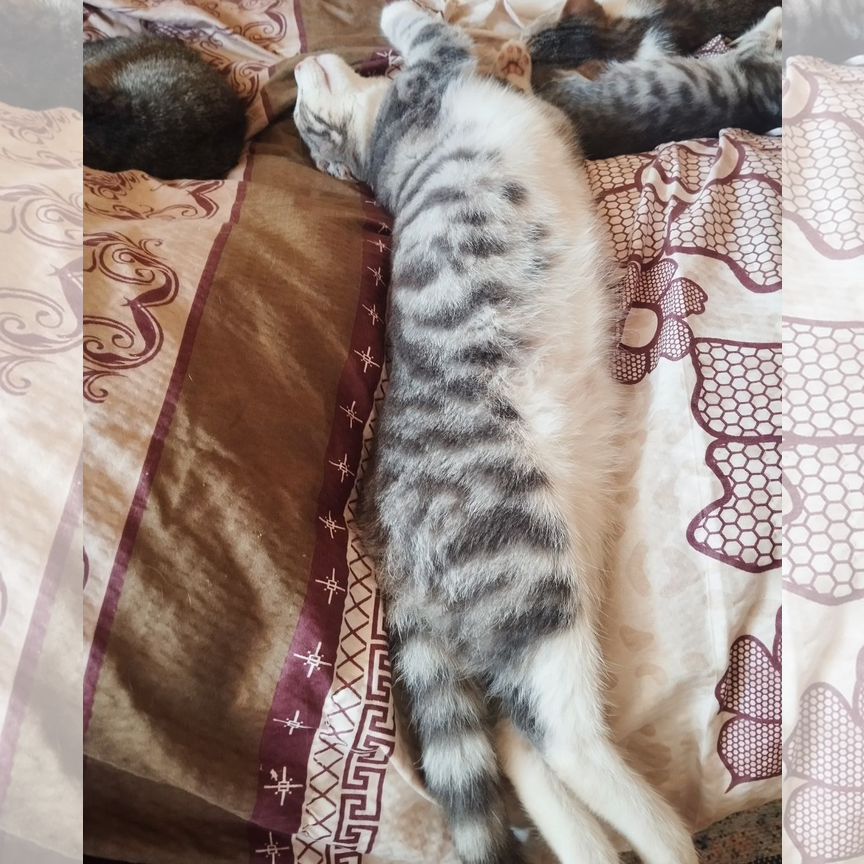 Котята в добрые руки бесплатно
