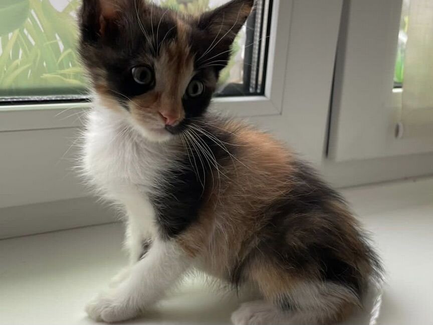 Котенок Леди в добрые руки