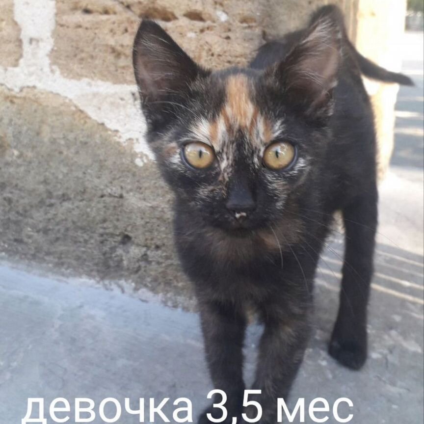 Кошечка черепаховый окрас 4 мес