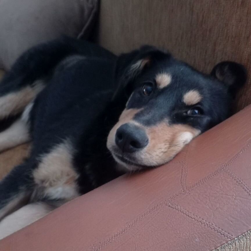 Щенок в добрые руки