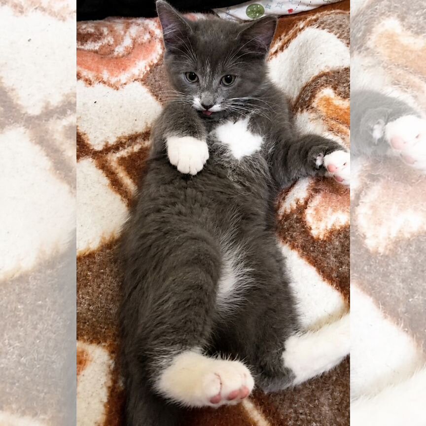 Котёнок в добрые руки