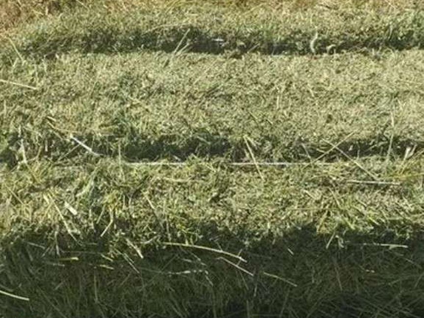 Сено люцерна