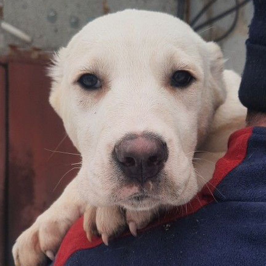 Среднеазиатская овчарка, щенок