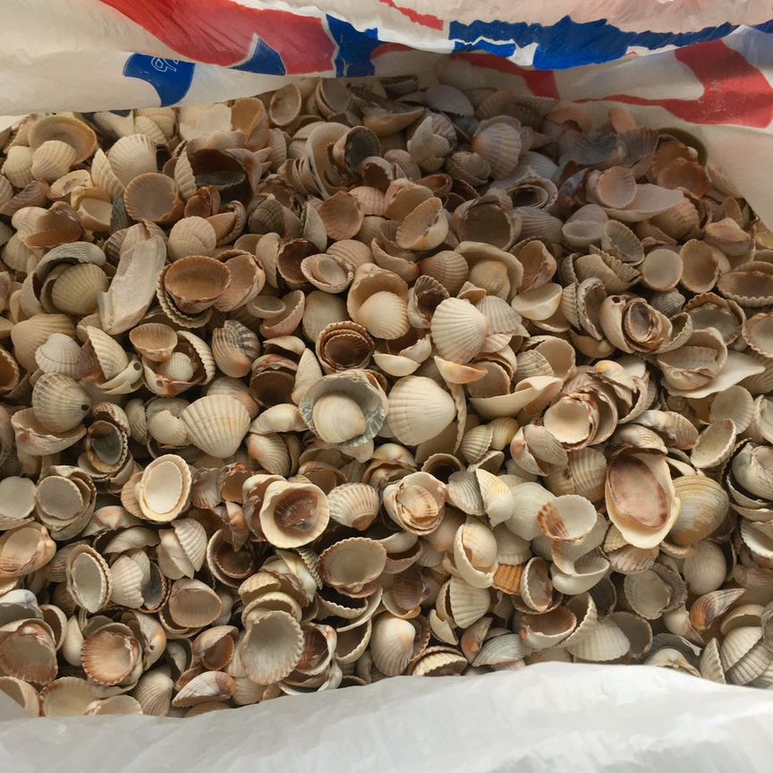 Ракушечник, мелкие ракушки