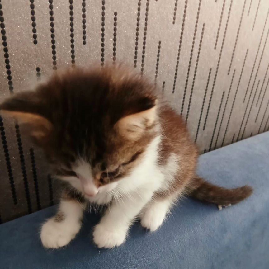 Кошки