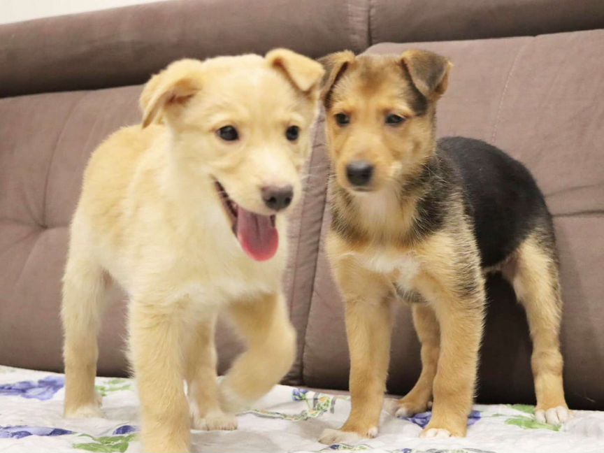 Щенки девочки будут небольшие, 2,5 мес