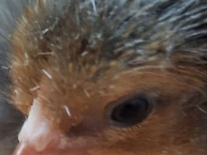 Цыплята домашние в небольшом количестве разные