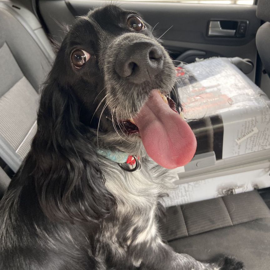 Русский охотничий спаниель, взрослый пёс