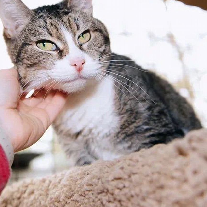 Кошка Делика из приюта бесплатно