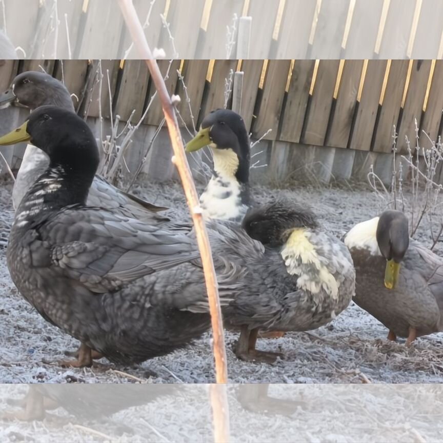 Утки голубой фаворит